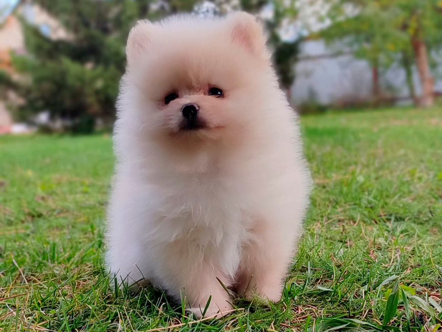 Померанский шпиц щенок мальчик