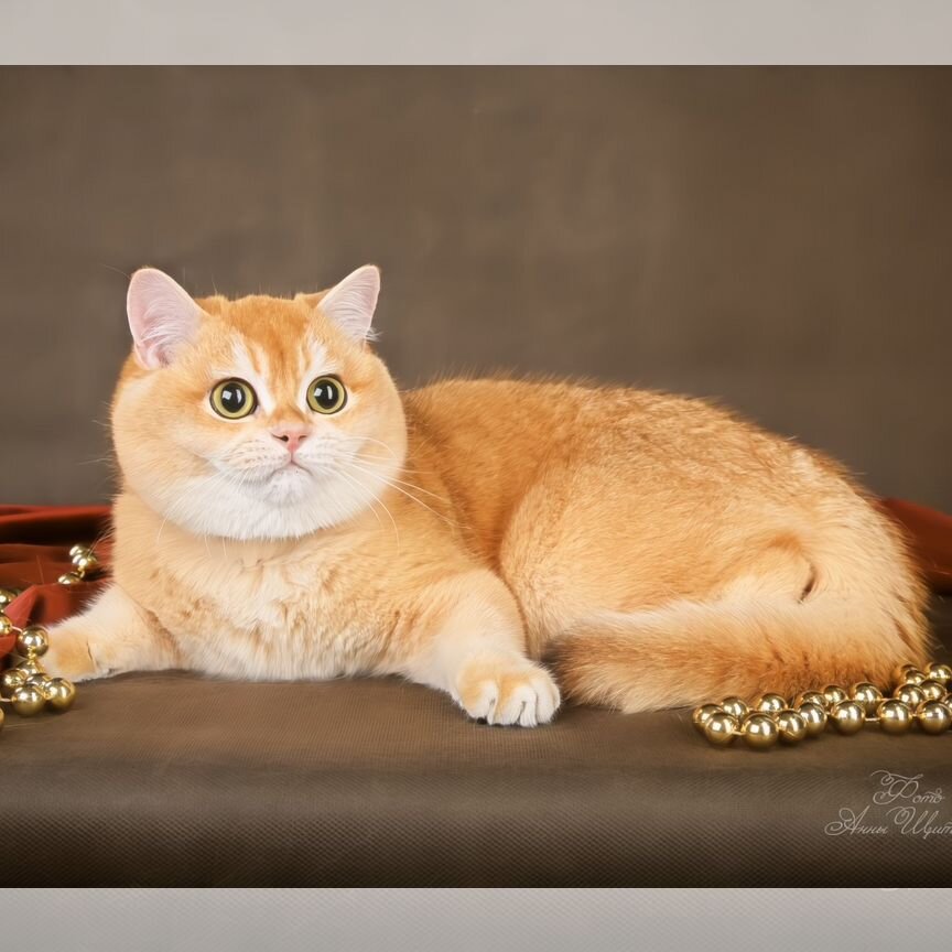 Британский короткошёрстный котёнок