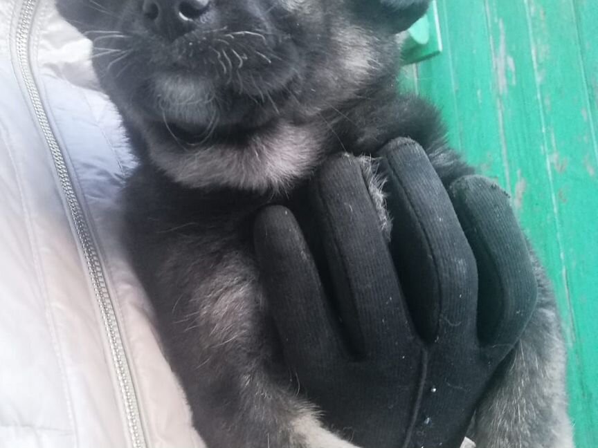 Щенки метисы в добрые руки