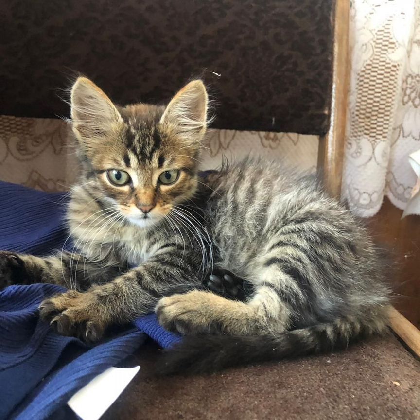 Котенок 3 месяца