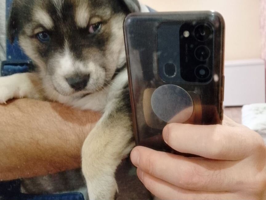 Щенок в добрые руки бесплатно