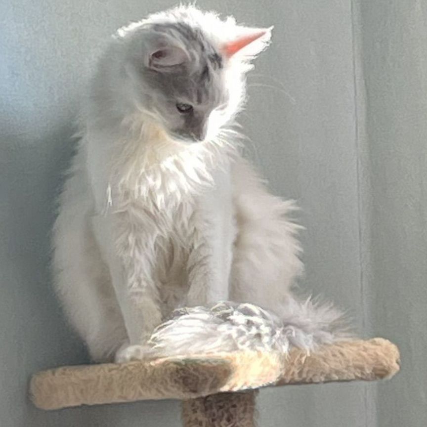 Взрослый кот в добрые руки