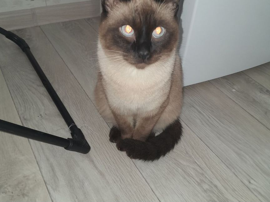 Сиямский кот в добрые руки
