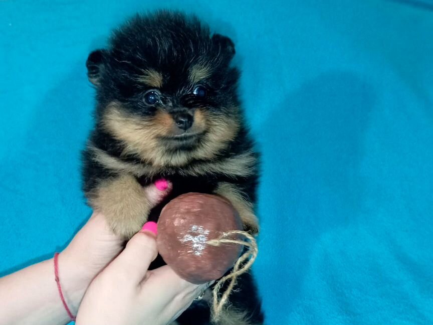 Померанский шпиц щенок мальчик