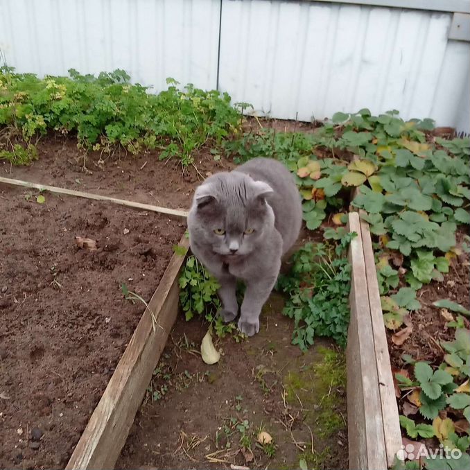 Кот. Британец случка