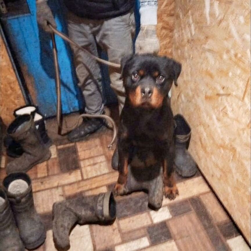 Отдам в добрые руки ротвейлера