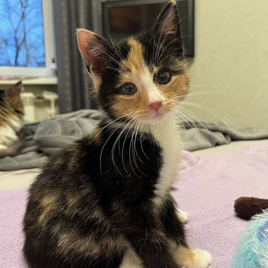 Котенок