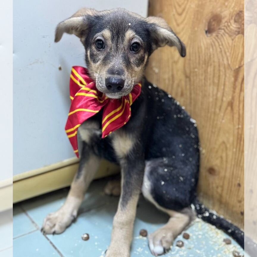 Щенок в добрые руки