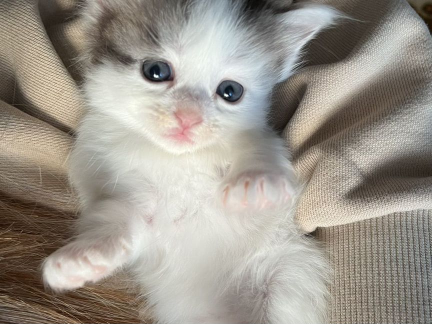 Котята в добрые руки