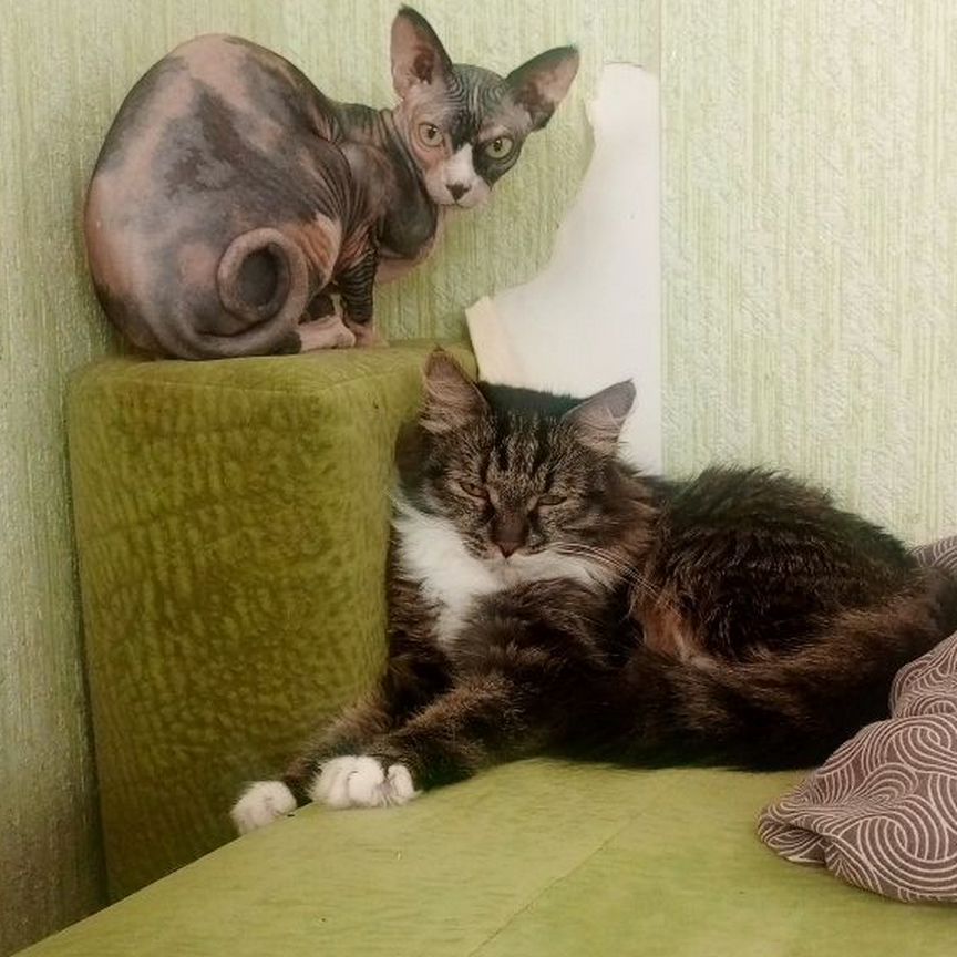 Отдам кошку сфинкс