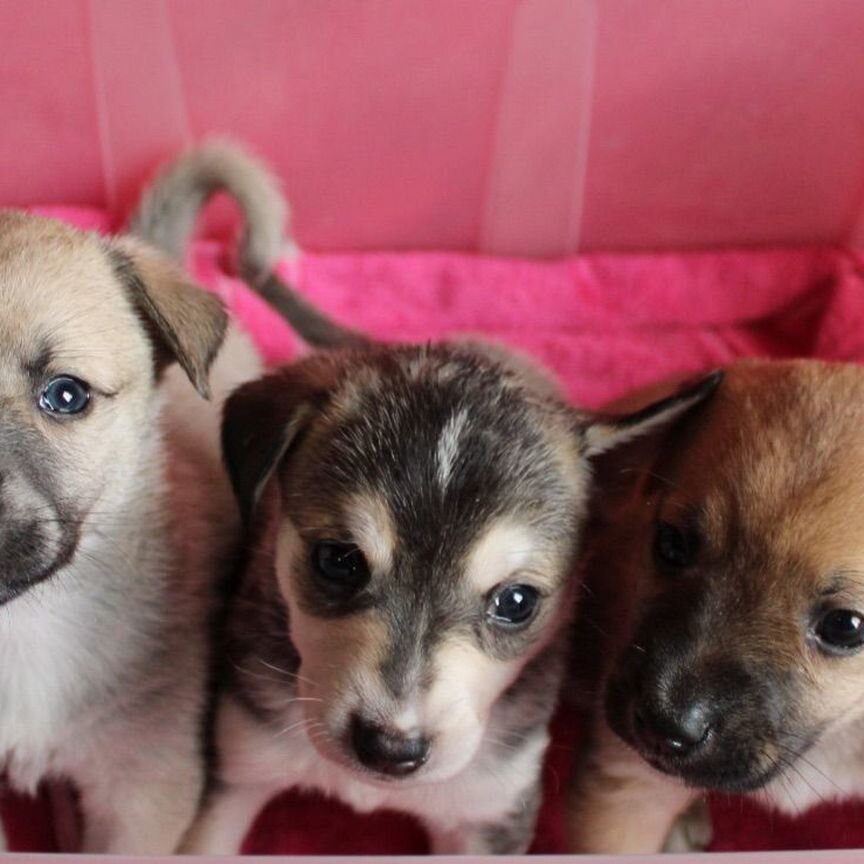 Щенки в добрые руки