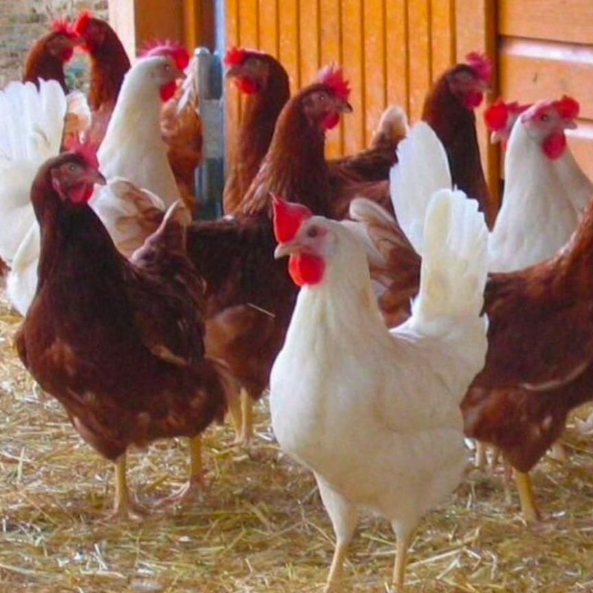 Несушки высокой яйценоскости к дому