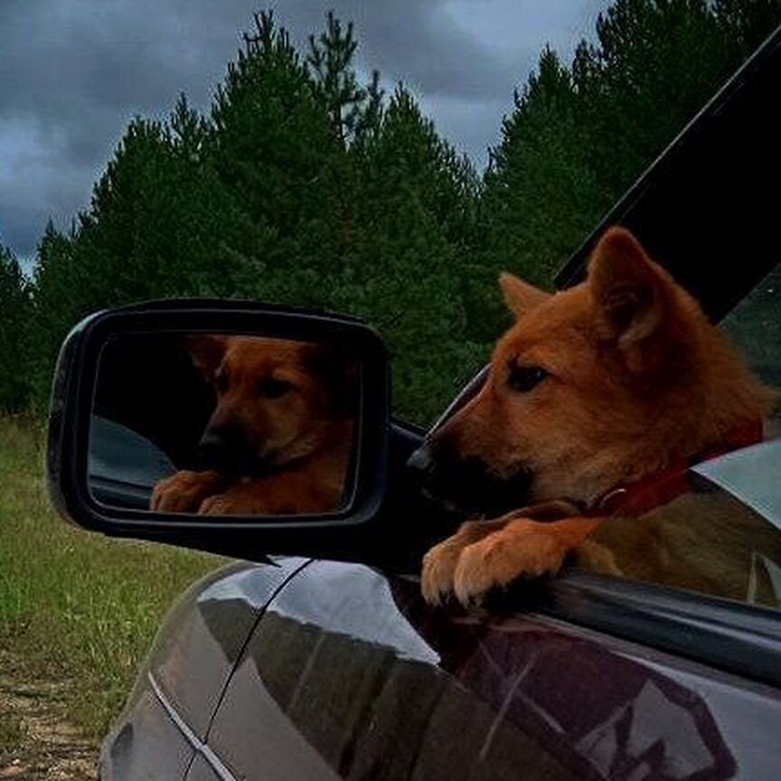 Лайка, щенок