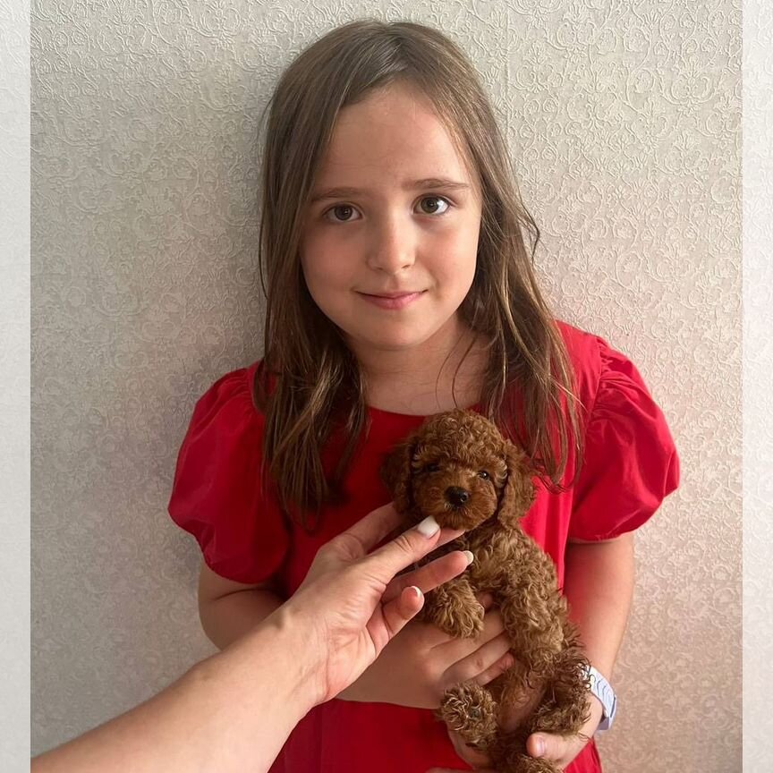 Той-пудель маленькая девочка