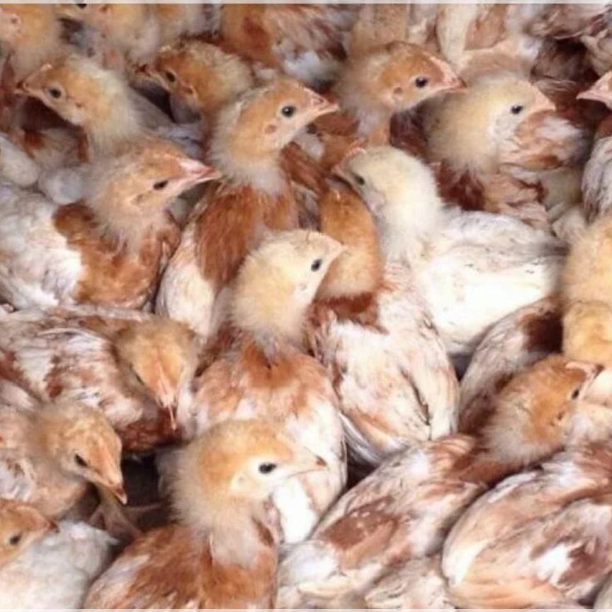 Цыплята ломан браун