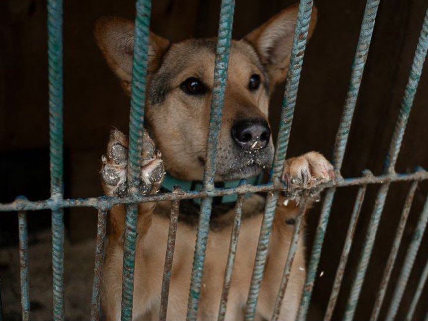 Стойкий солдатик Чич в поисках своего человека