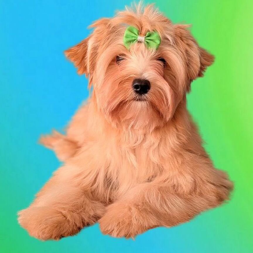 Йоркширский терьер, щенок