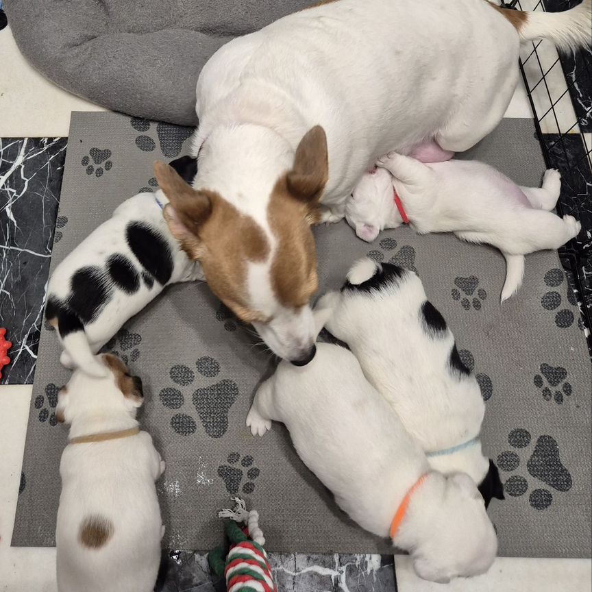 Джек-рассел-терьер, щенок