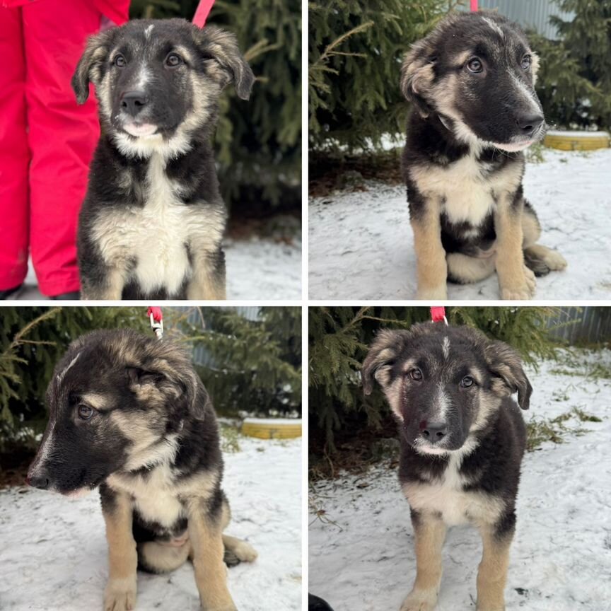 Щенок в добрые руки