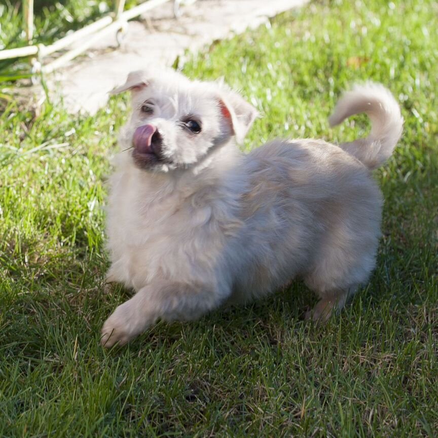 Маленький щенок типа болонки