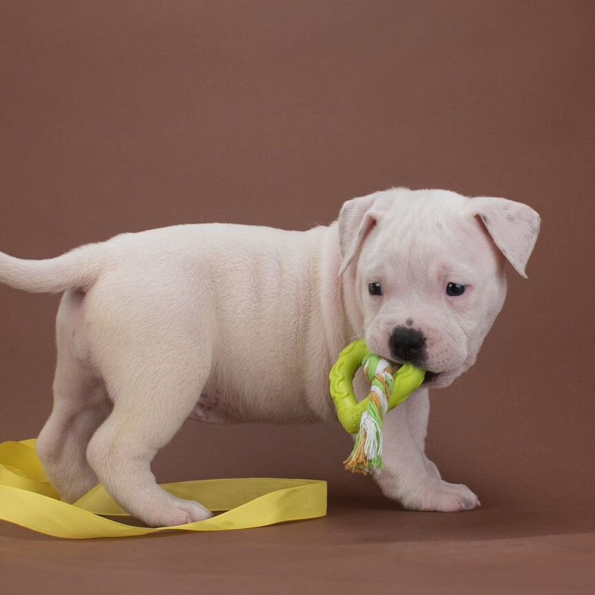 Американский булли