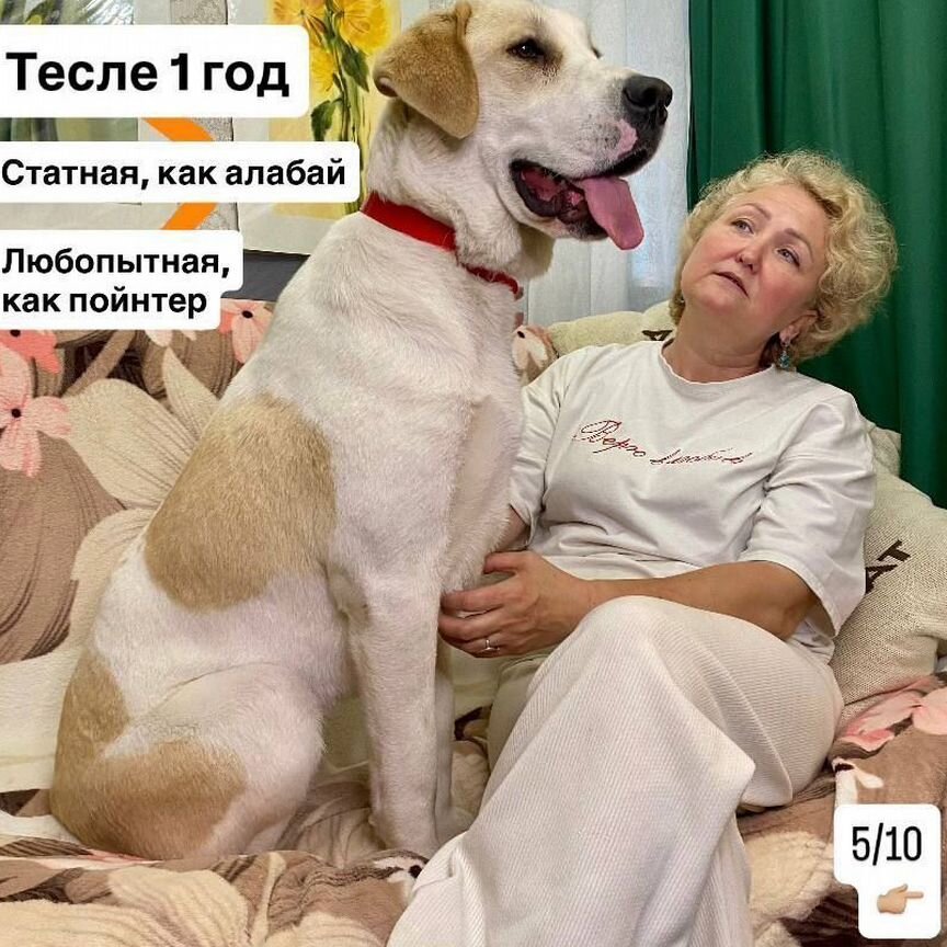Взрослая собака в добрые руки