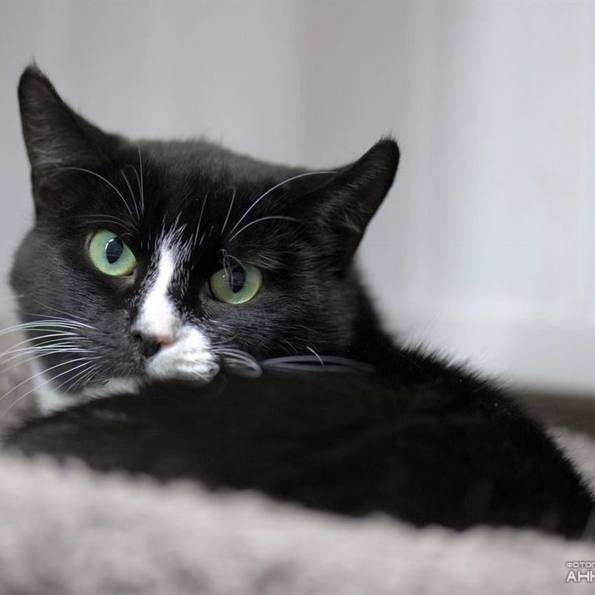 Кошки в добрые руки