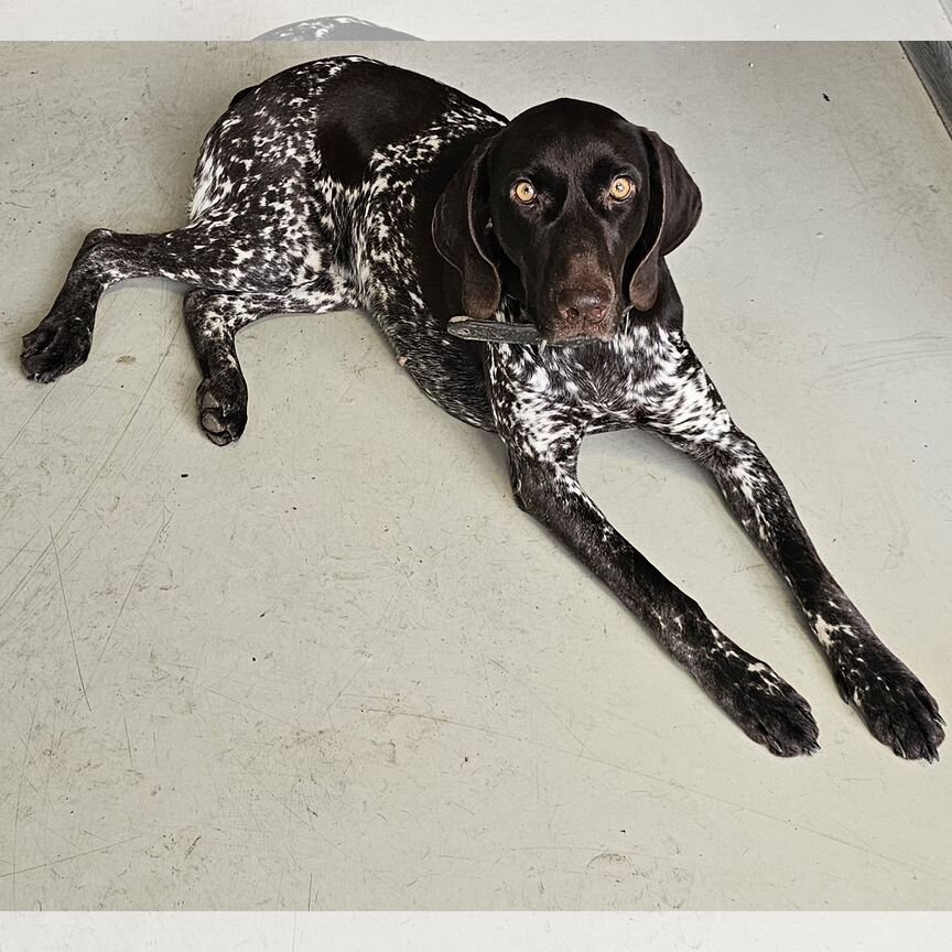 Найден курцхаар