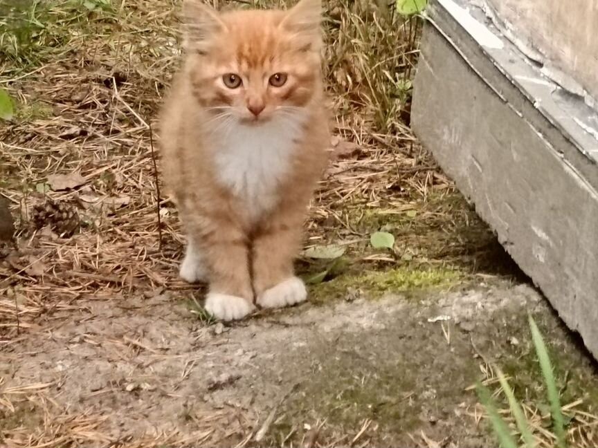 Котята рыженькие