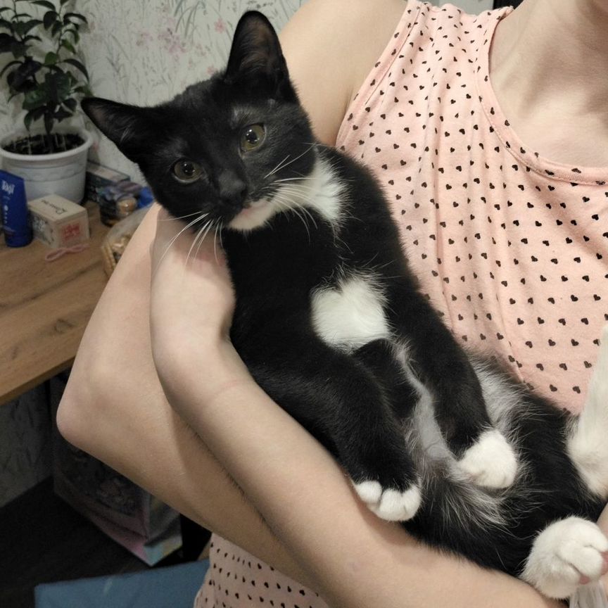 Котенок в добрые руки приучен к лотку