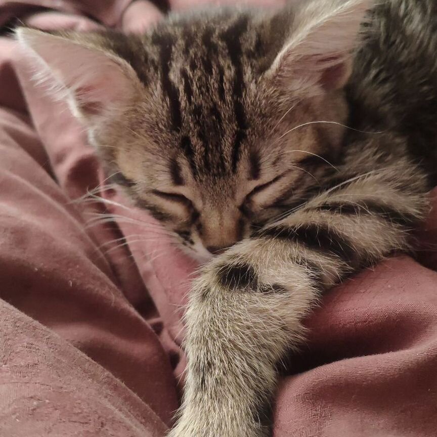 Почти египетская мау