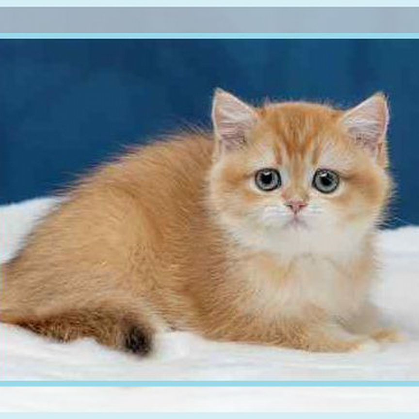 Сиамский котёнок