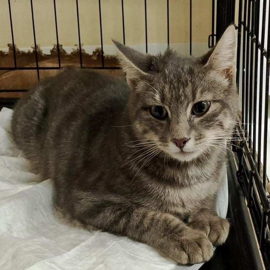 Заберите кошечку из клетки домой