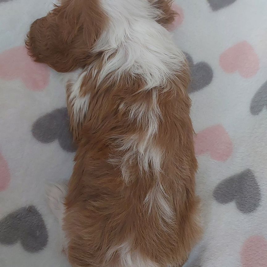 Щенок кавалер кинг чарльз