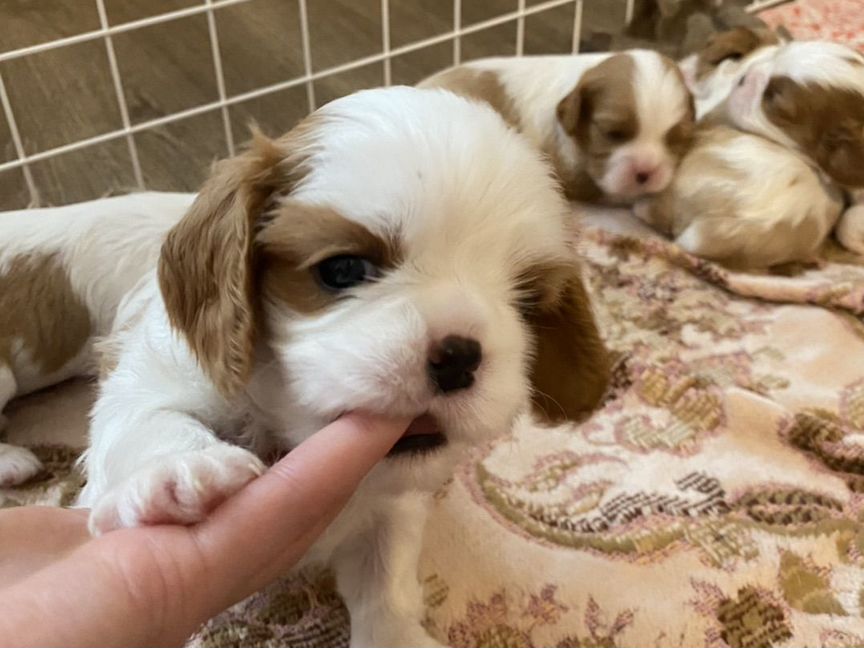 Кавалерчики мальчики и девочки