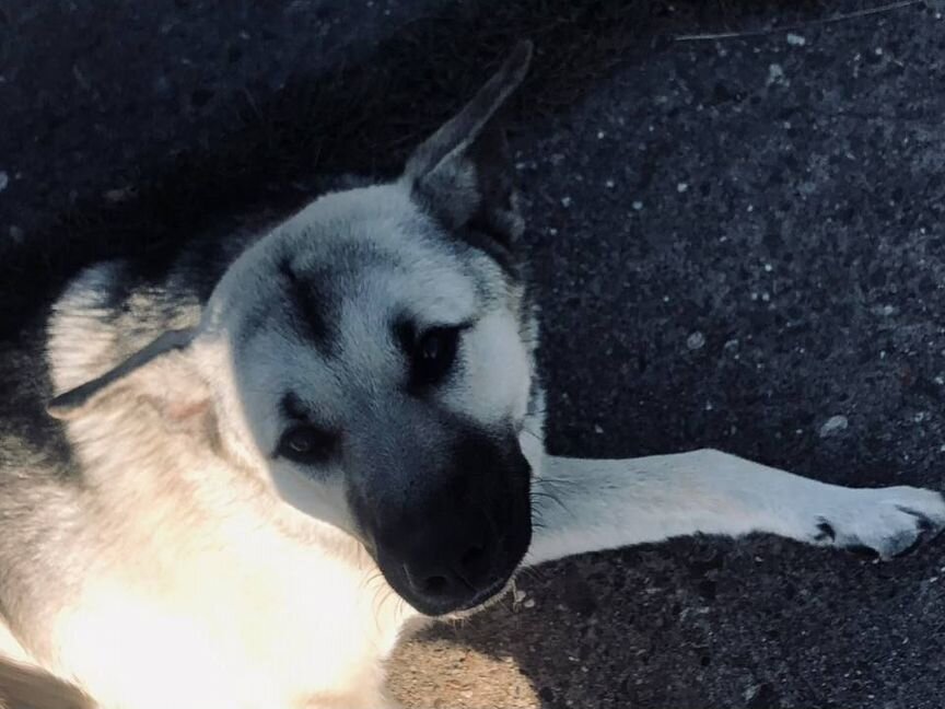 Собачка ищет своего хозяина