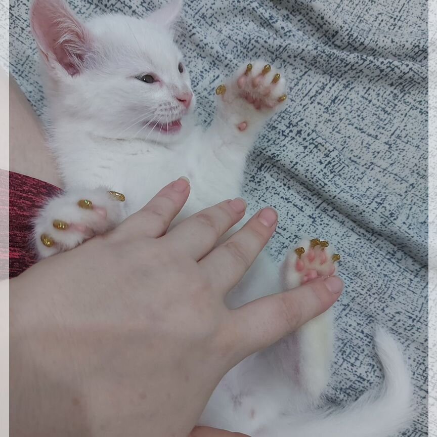 Отдам кота в добрые руки бесплатно