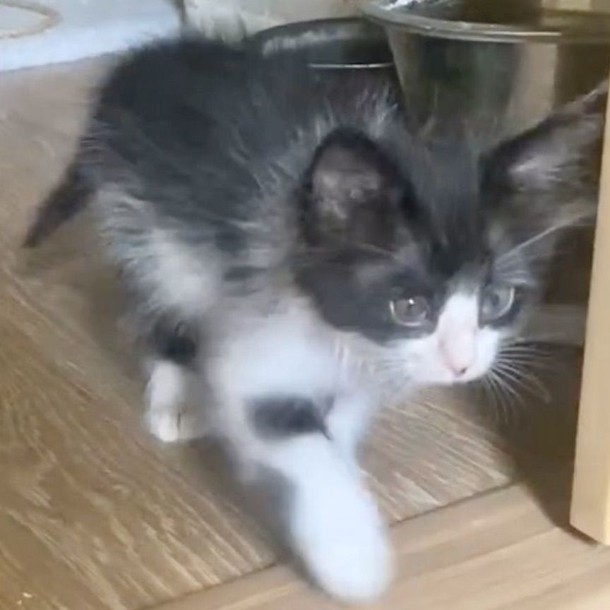 Котёнок в добрые руки