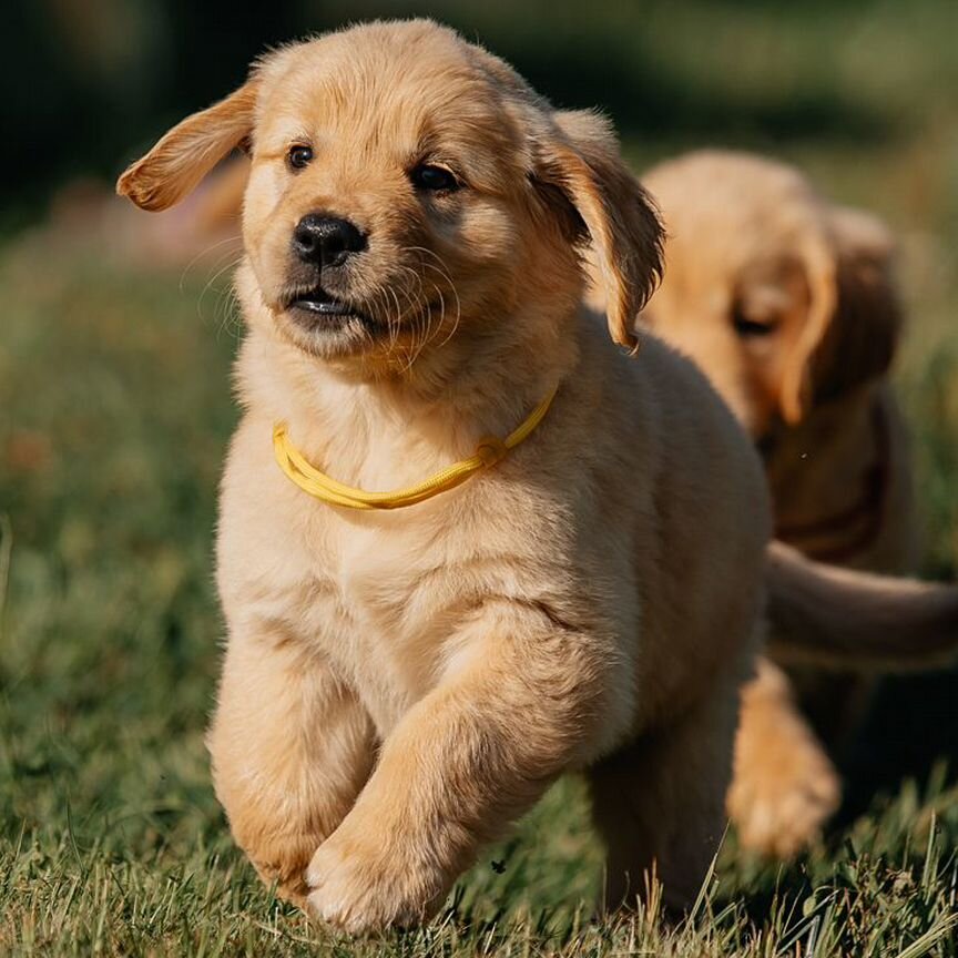 Абиссинский кот, взрослый