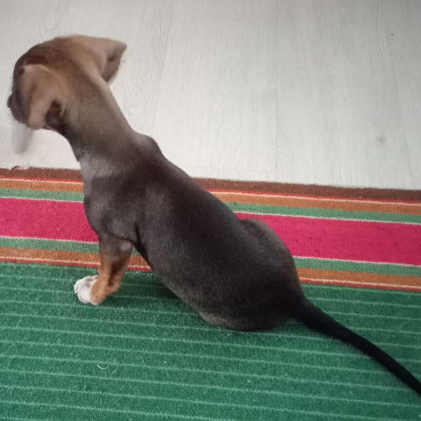 Такса, щенок