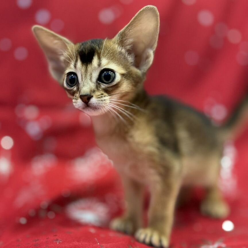 Абиссинский котёнок