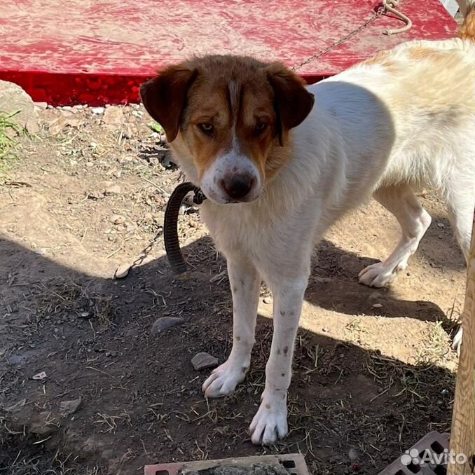 Собака алабай 3 месяца ему