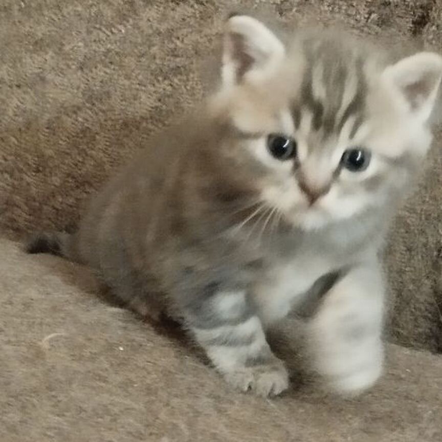 Шотладские котята прямоухие