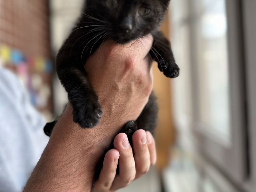 Черные котята ищут родителей