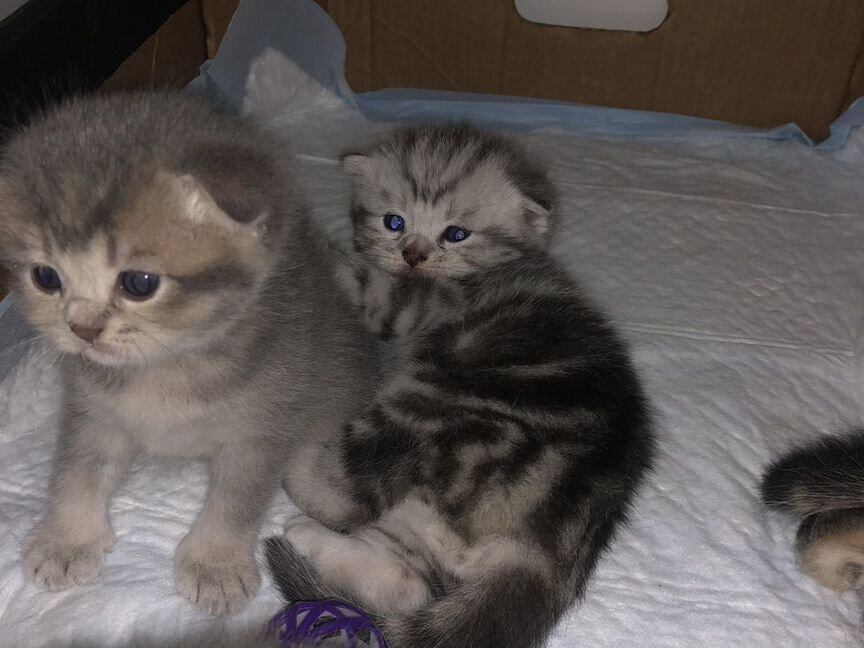 Шотландские котята