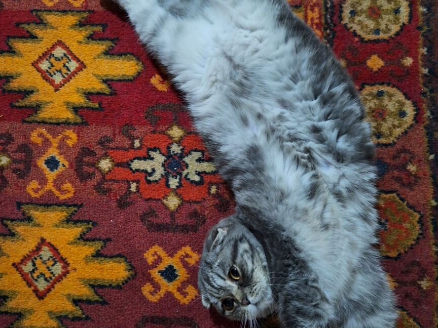 Котёнок шотландский вислоухий страйт