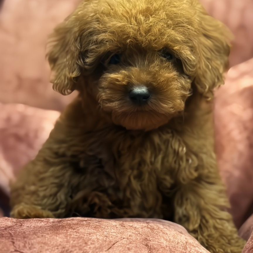 Той-пудель, щенок