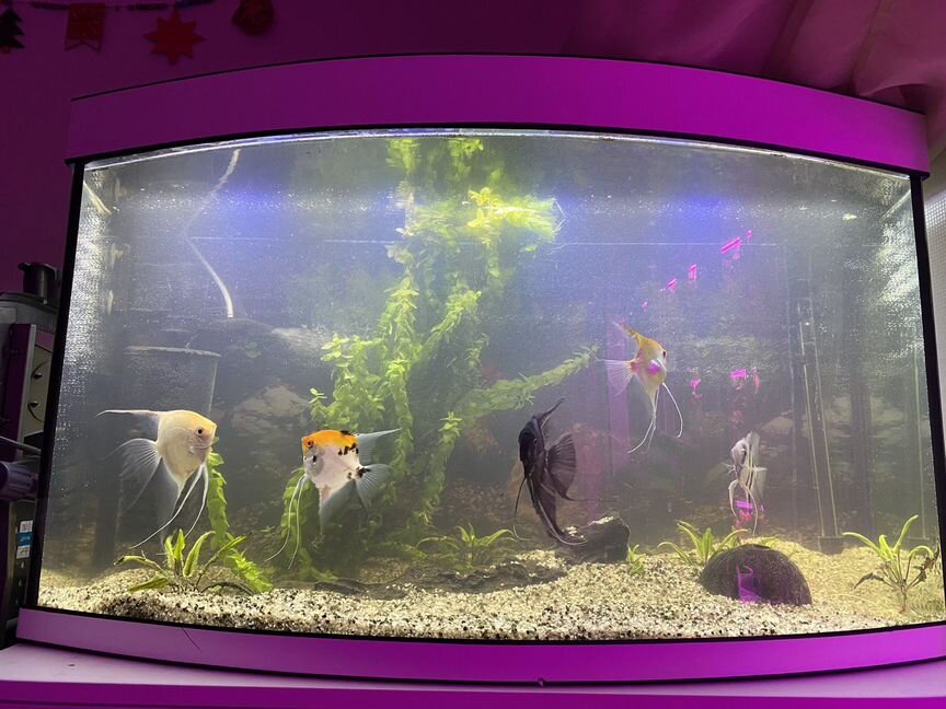 Отдам скалярий бесплатно