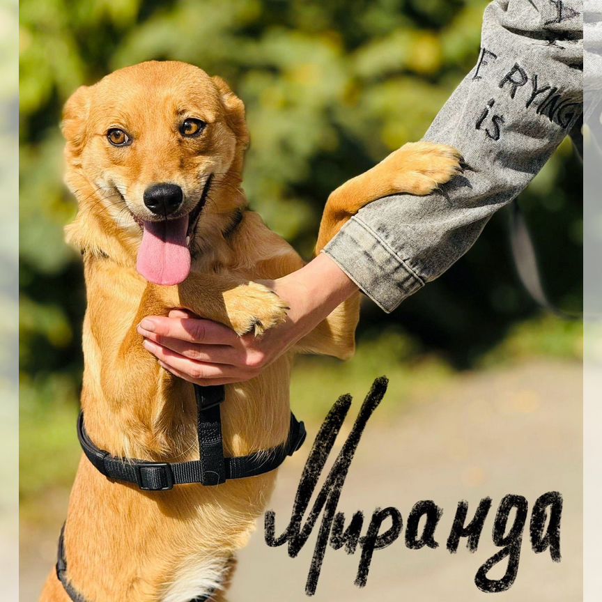 Взрослая собака в добрые руки