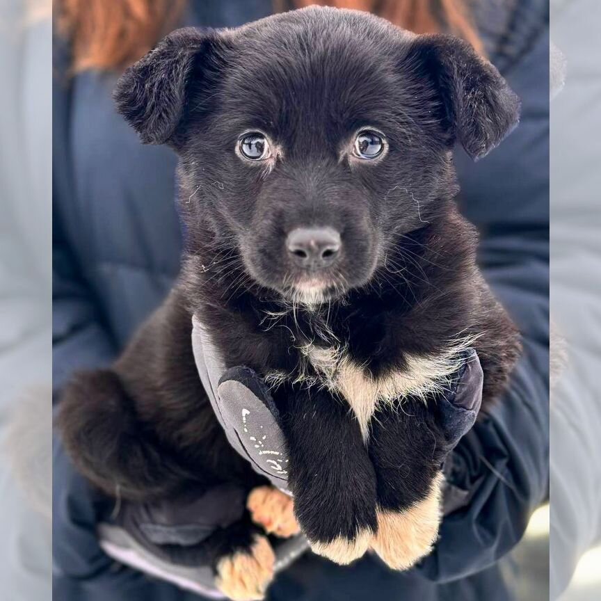 Малышка щенок в поисках дома